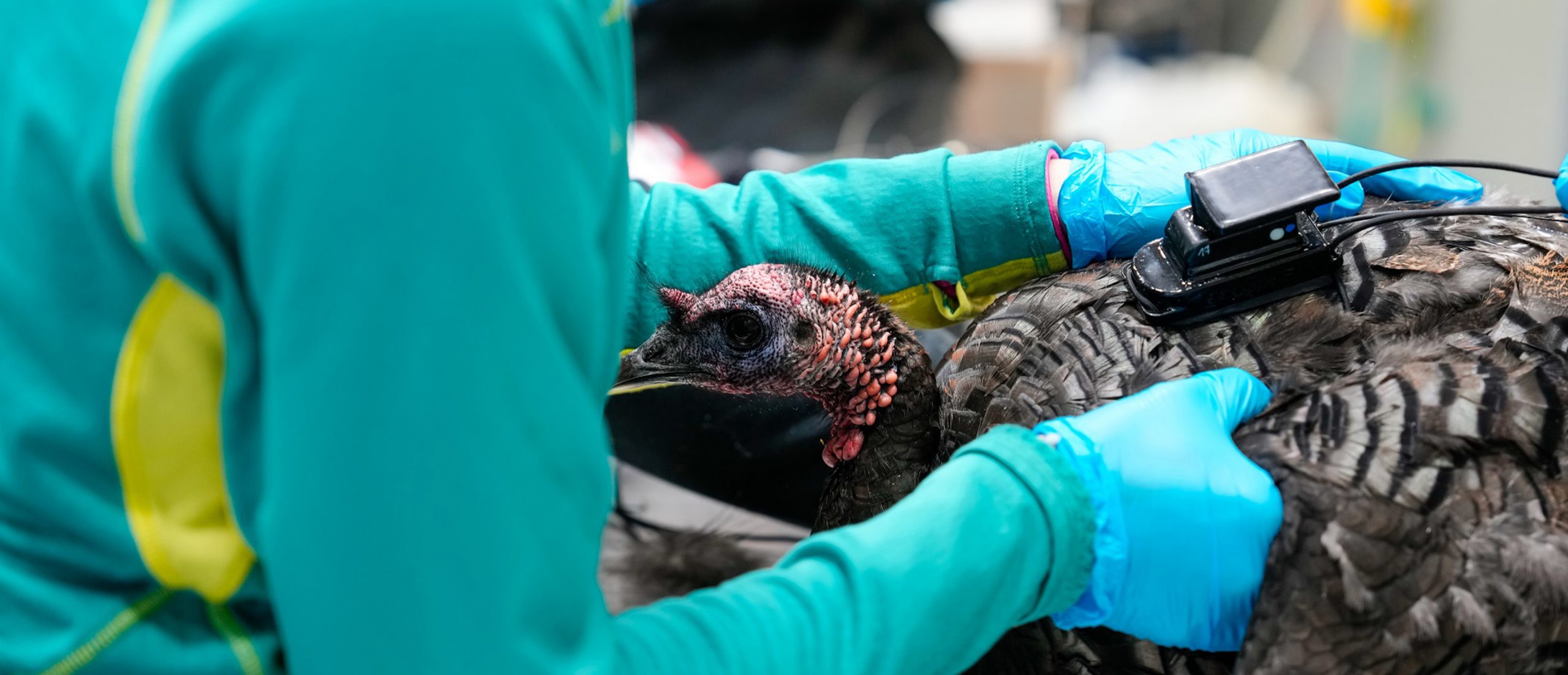 North Dakota Wild Turkey Research Update - The National Wild Turkey ...