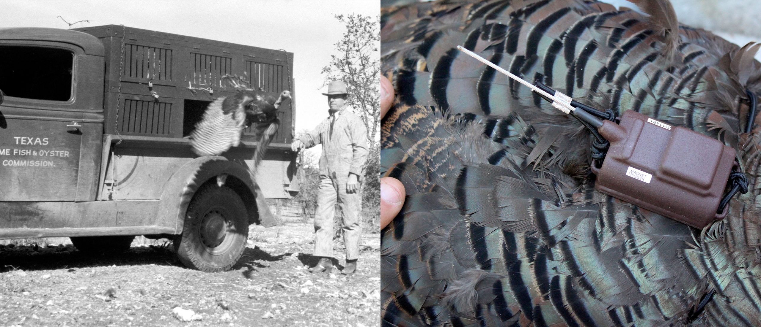 A Look Back, A Look Forward - The National Wild Turkey Federation