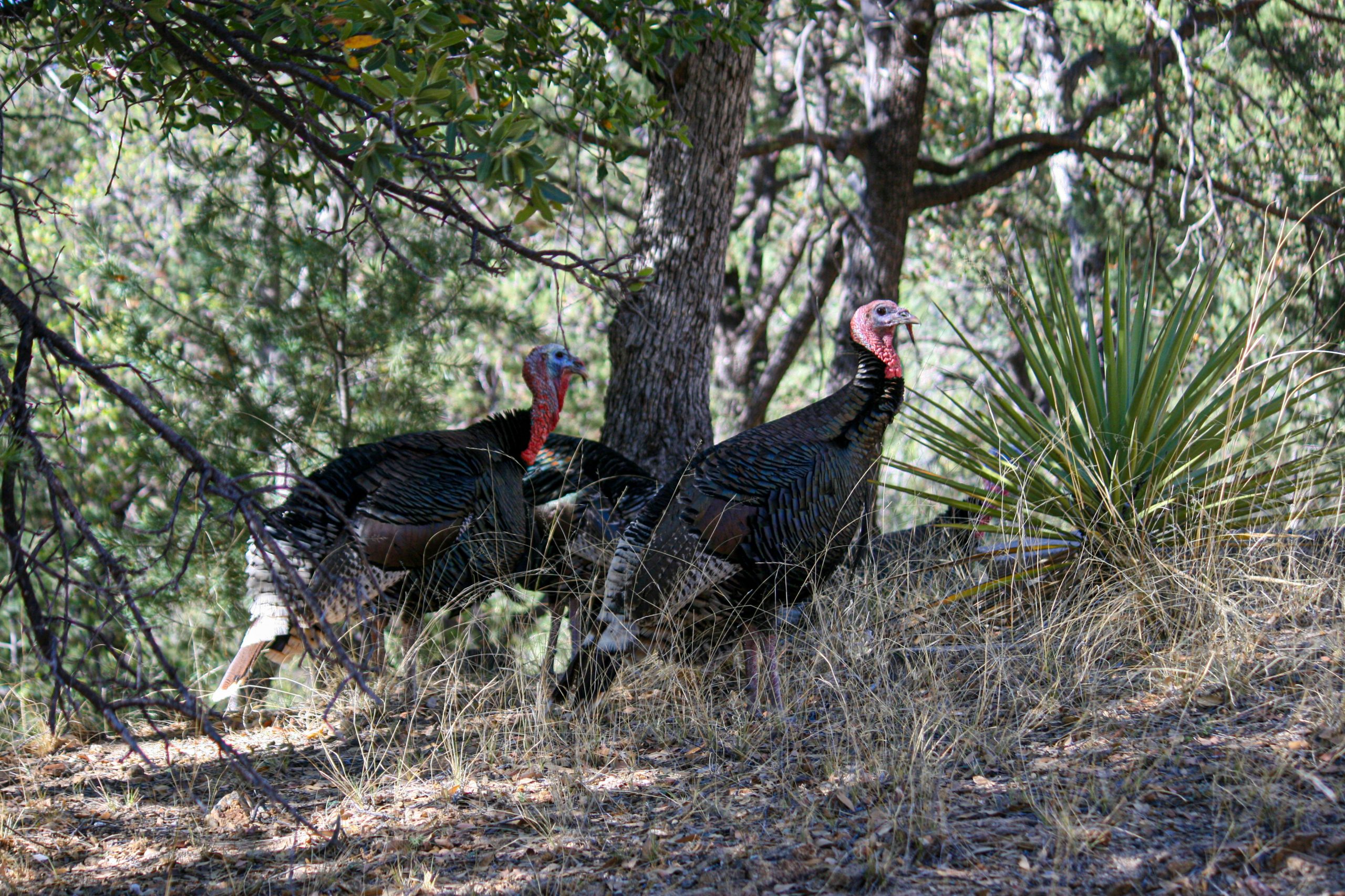 New Mexico Passes Memorial in Recognition of NWTF - The National Wild ...