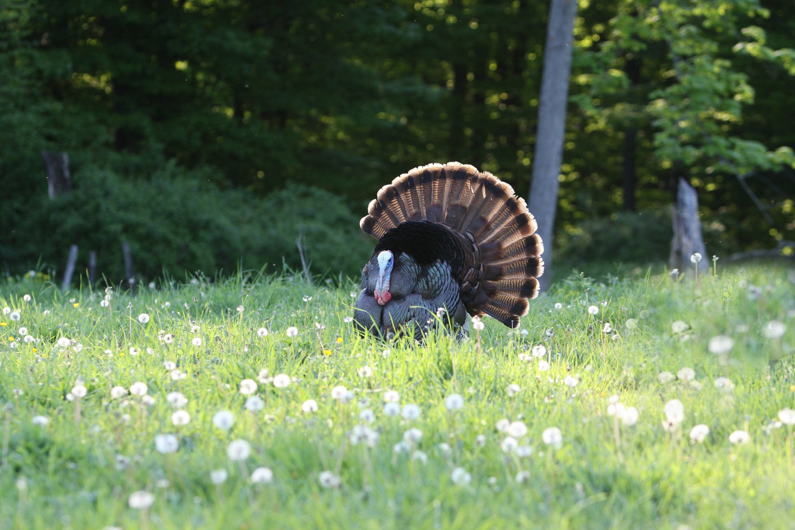 SC Recognizes NWTF for 50th Anniversary - The National Wild Turkey ...