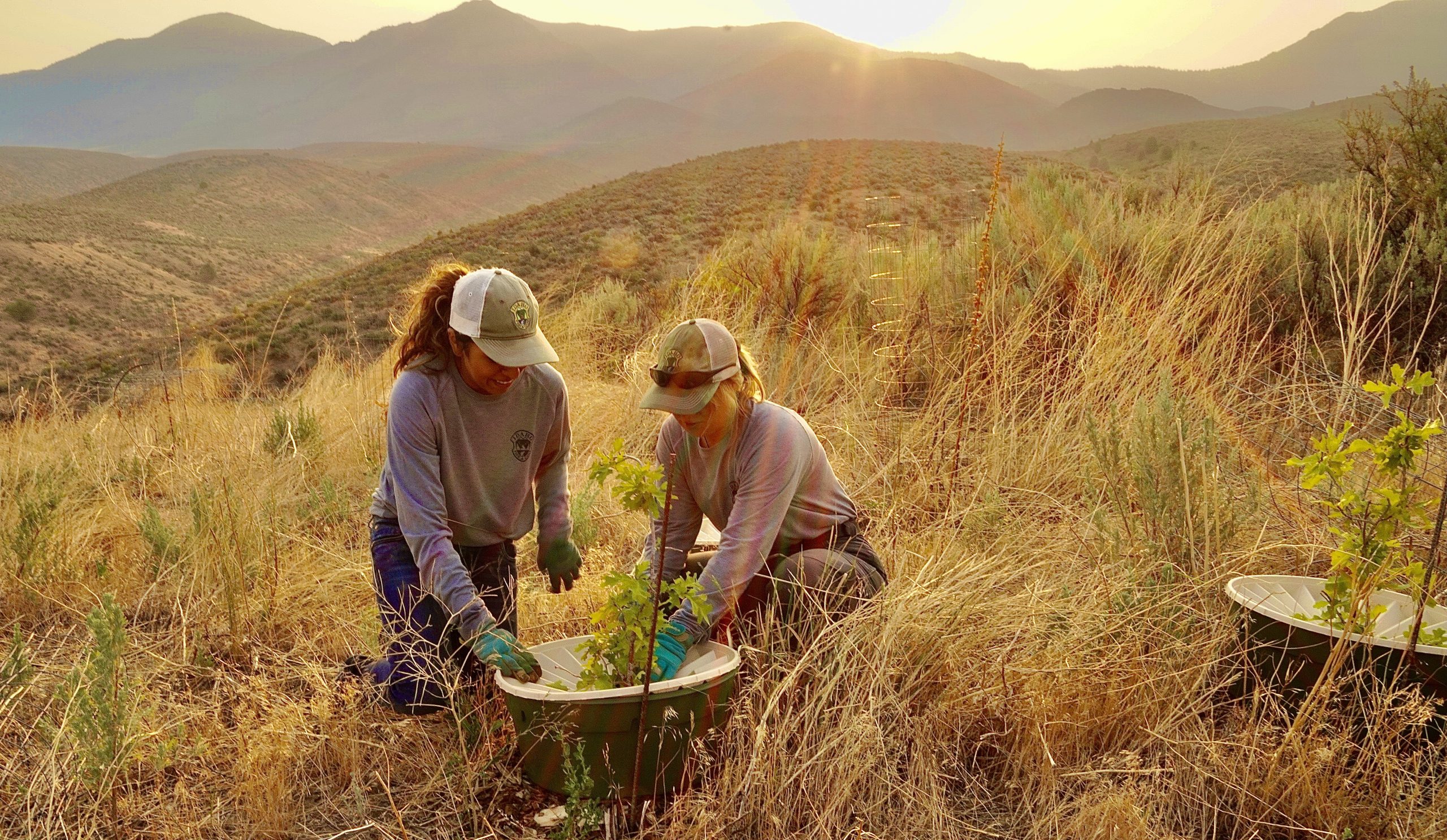 Tree Planting Projects Enhances Wildlife Habitat in Magic Valley Region ...