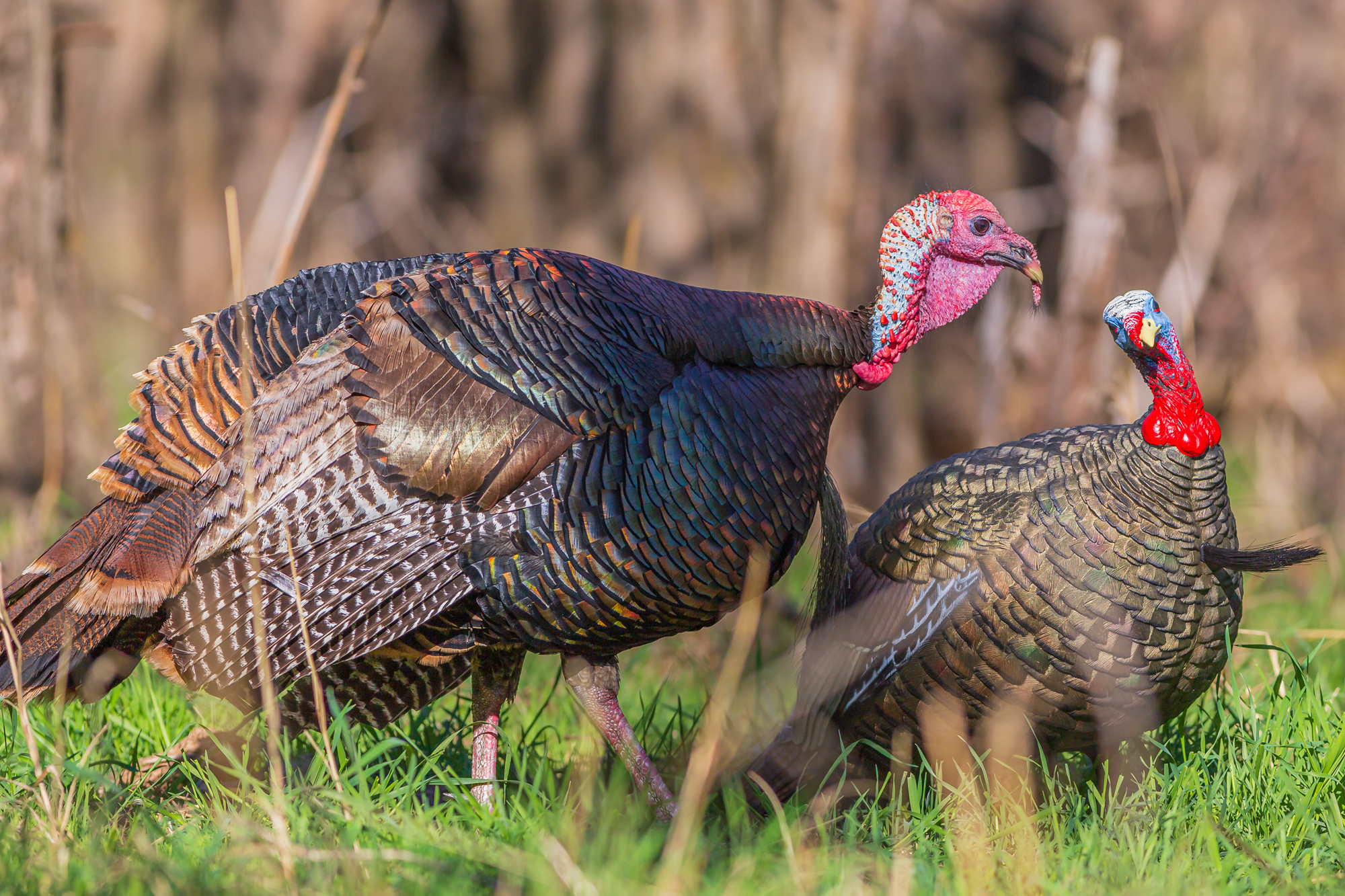 You Just Never Know… - The National Wild Turkey Federation