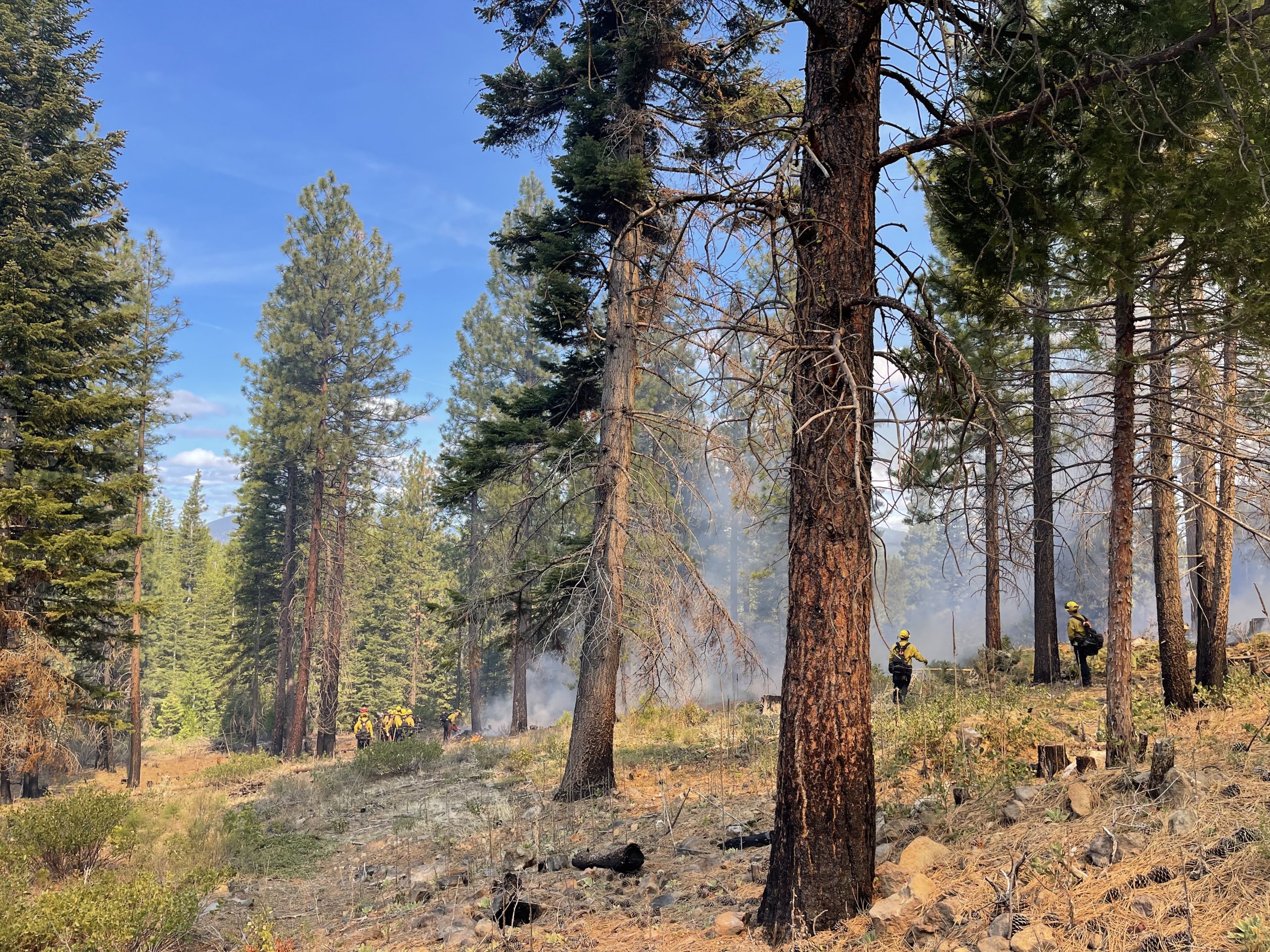 Veterans Find New Mission in Forest Restoration with PROPS - The ...