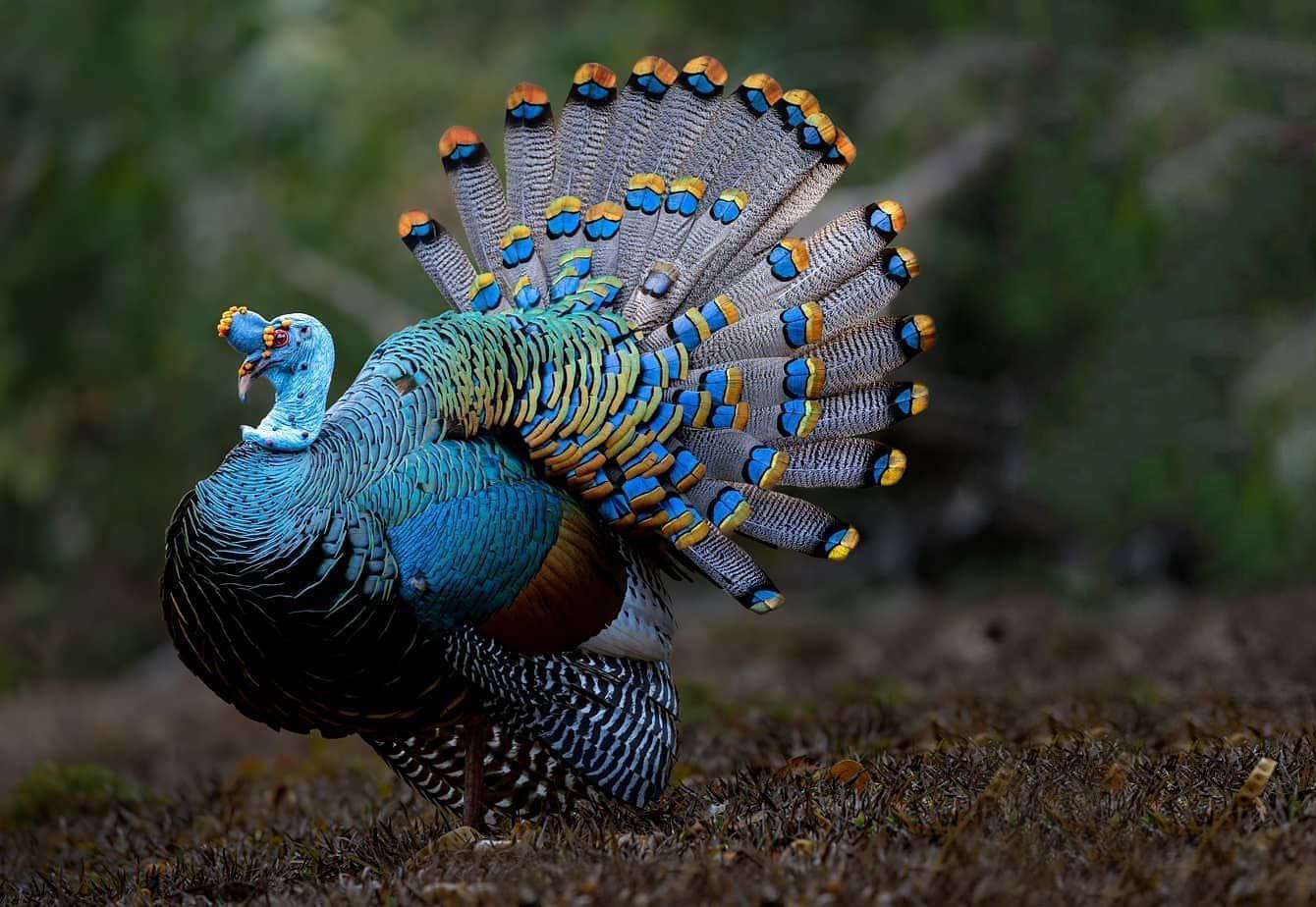 NWTF Spring Dream Sweepstakes Features a Once-in-a-Lifetime Ocellated Turkey Hunt in Mexico ...
