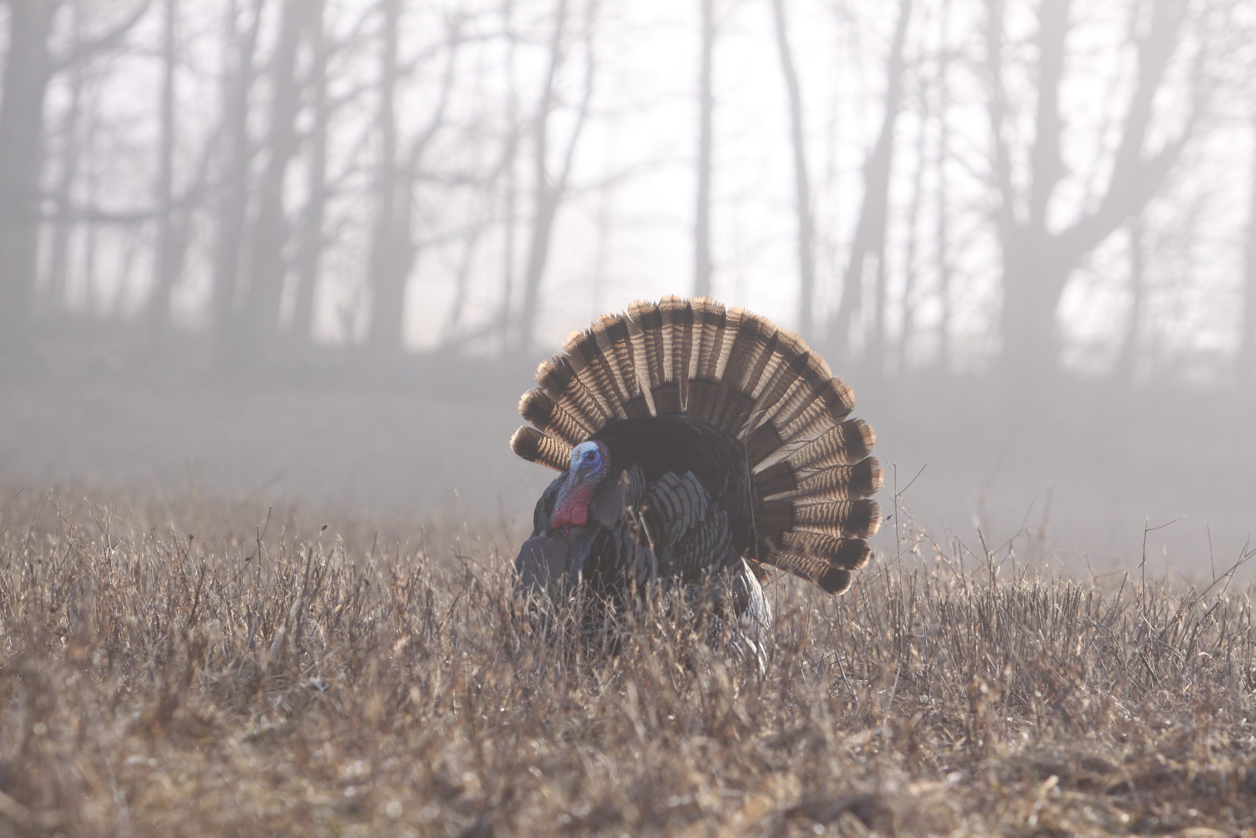 NWTF Kentucky Commits $83,200 to Habitat, Research and Hunting Heritage ...