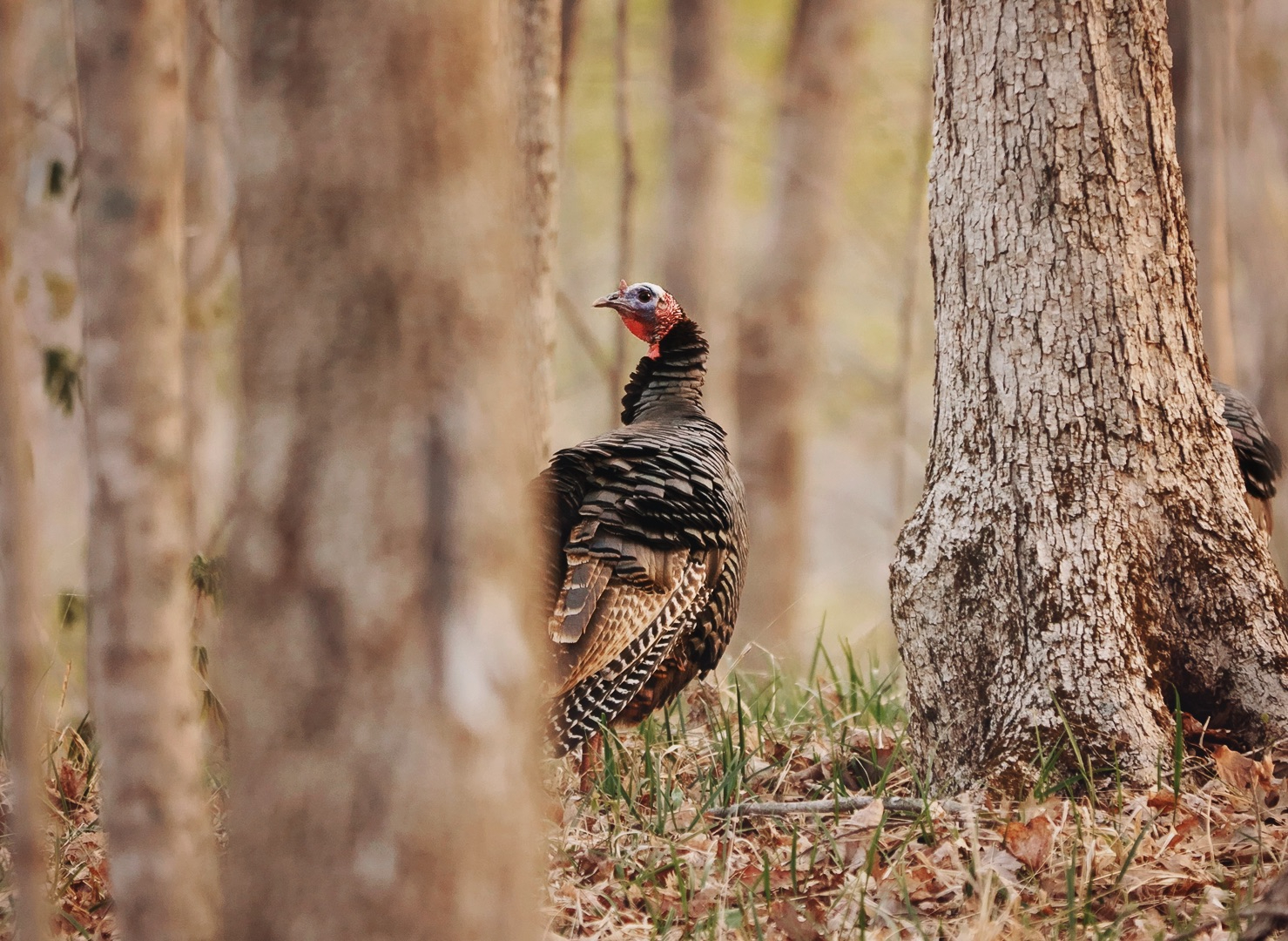 Staff Spotlight: NWTF Foresters - The National Wild Turkey Federation