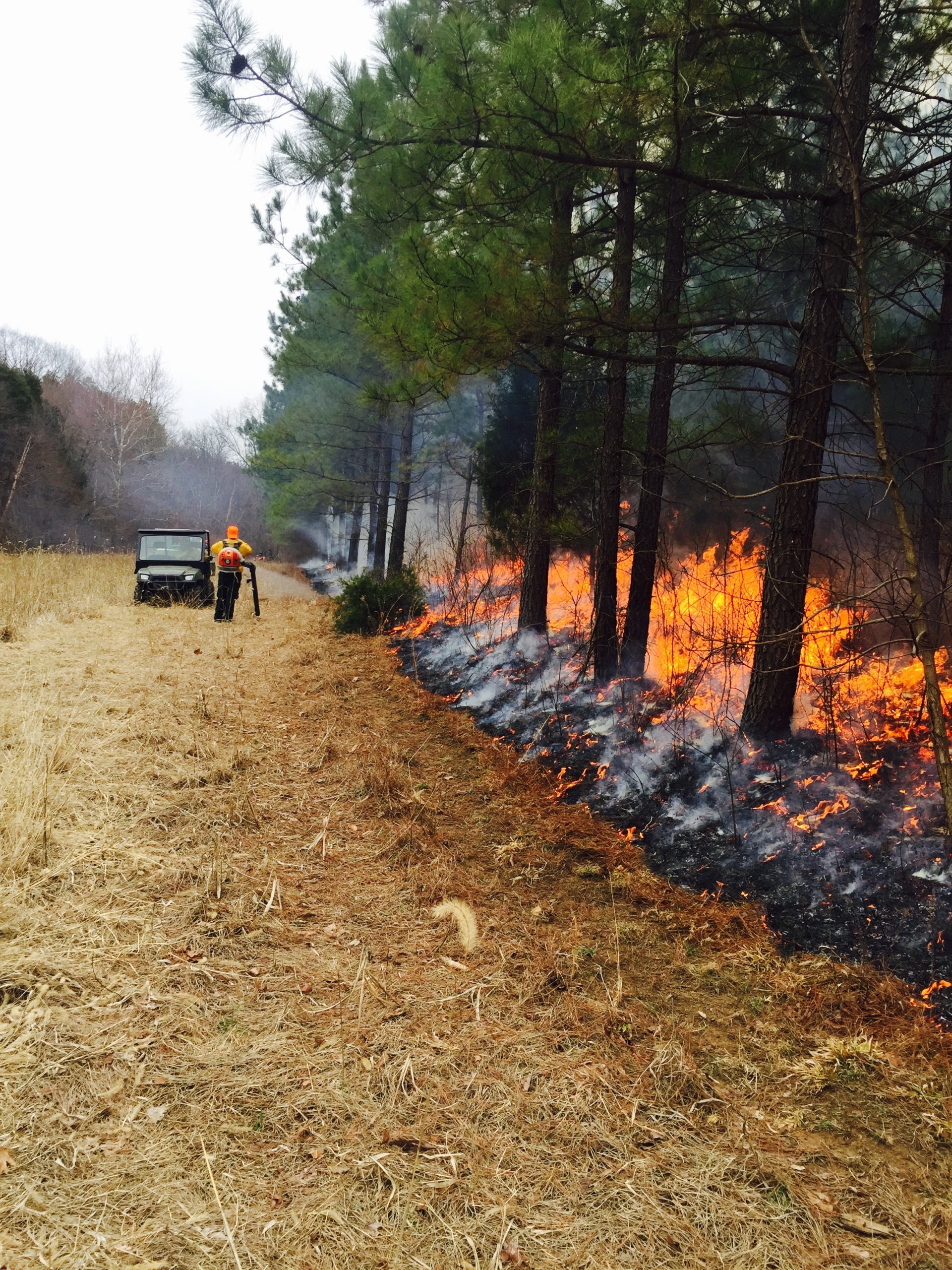 Lighting the Way for Wild Turkeys: Southern Illinois Prescribed Burn ...