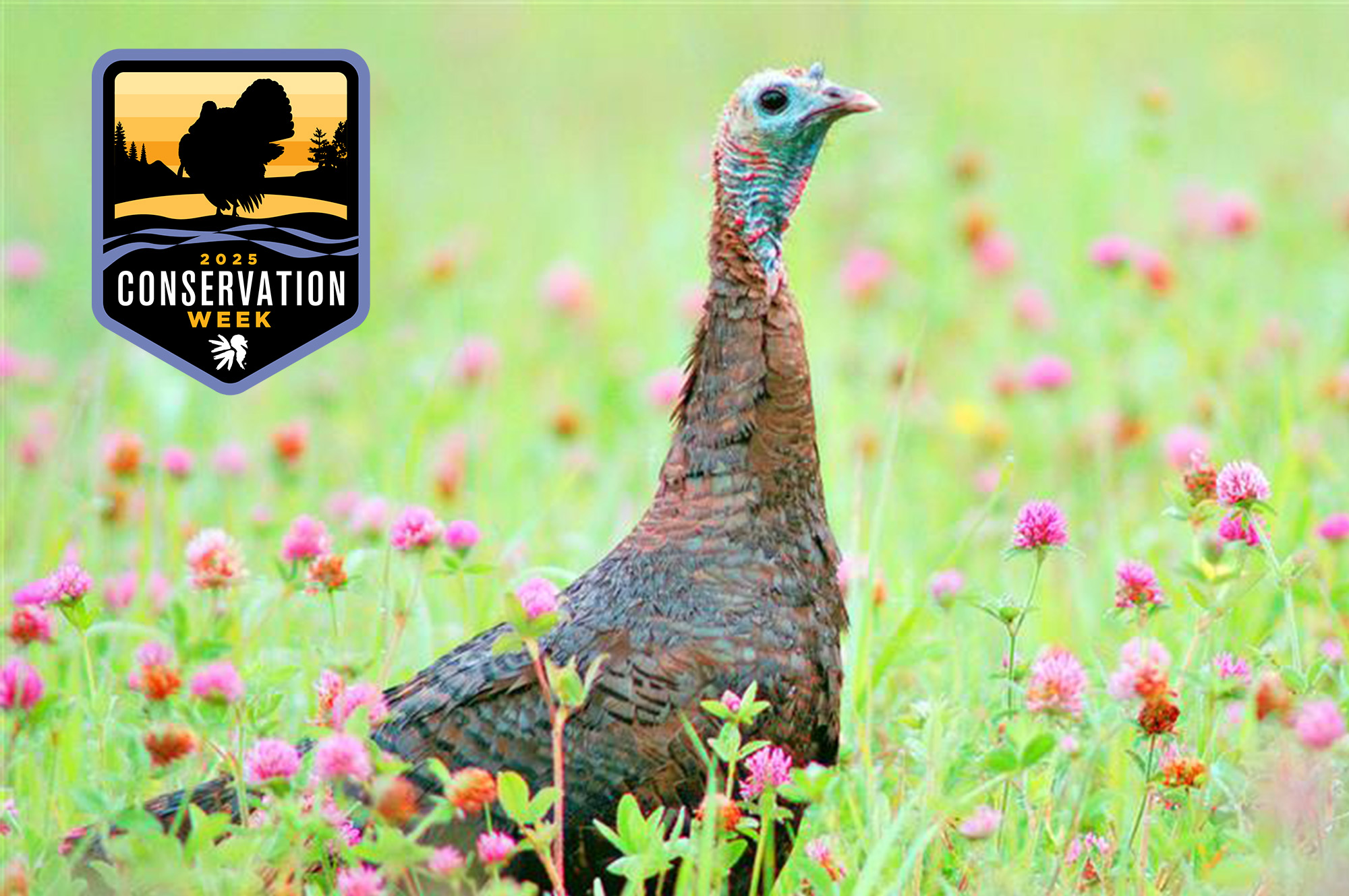 Conservation Week Starts Today! - The National Wild Turkey Federation