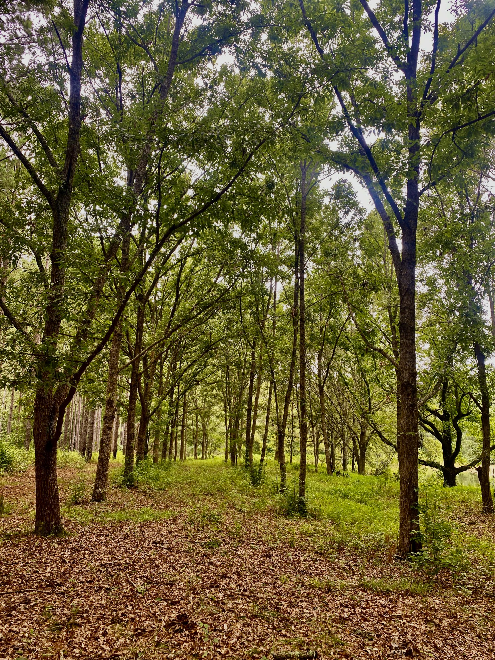 Diversifying Your Tree Portfolio - The National Wild Turkey Federation