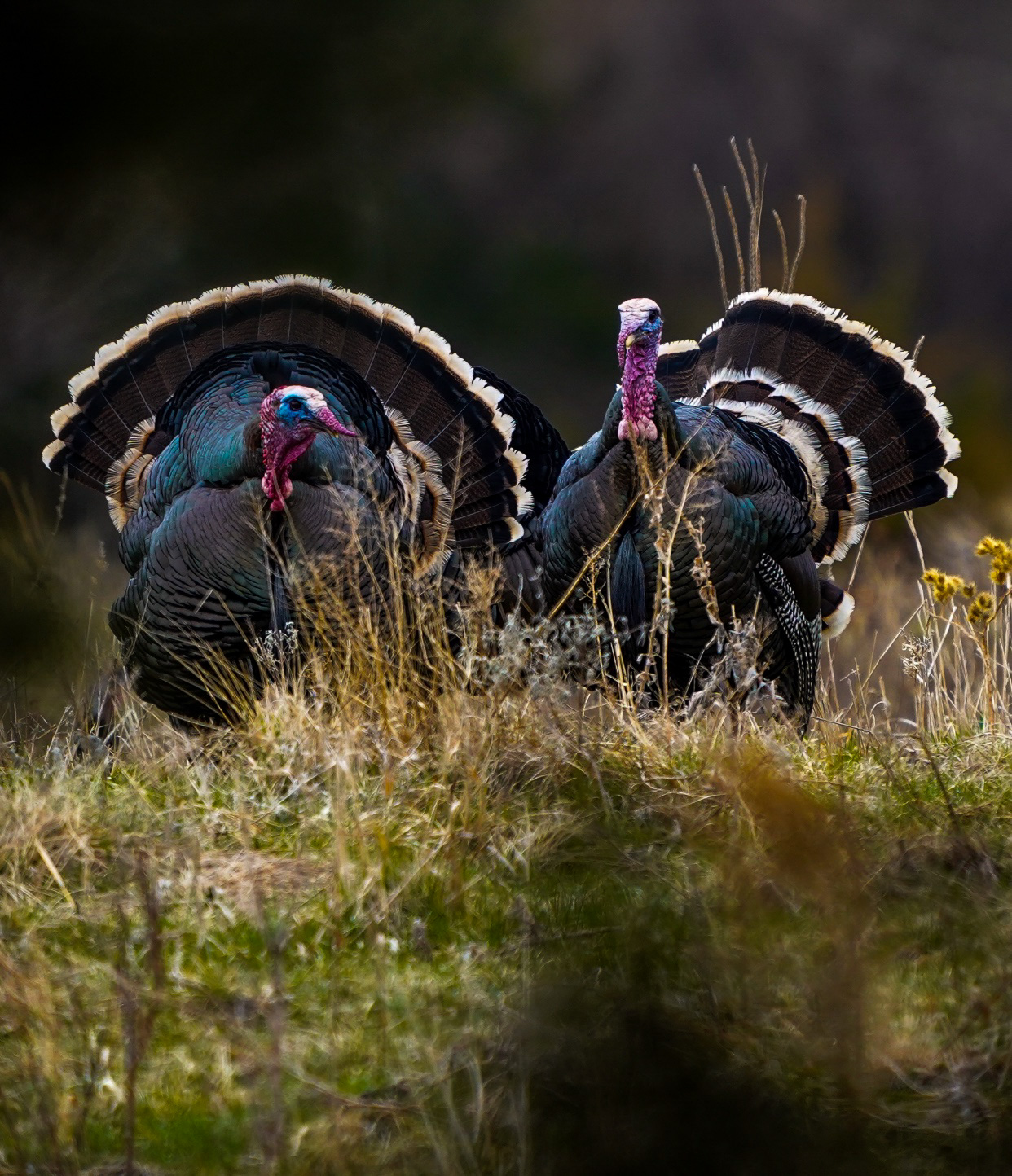 No Nebraska Tag? Recalibrating Your Spring Turkey Hunt - The National ...